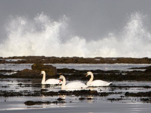 Things to Do - Doonbeg